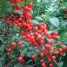 Nanking cherry - Prunus tomentosa RED NINJA Container bare root ...