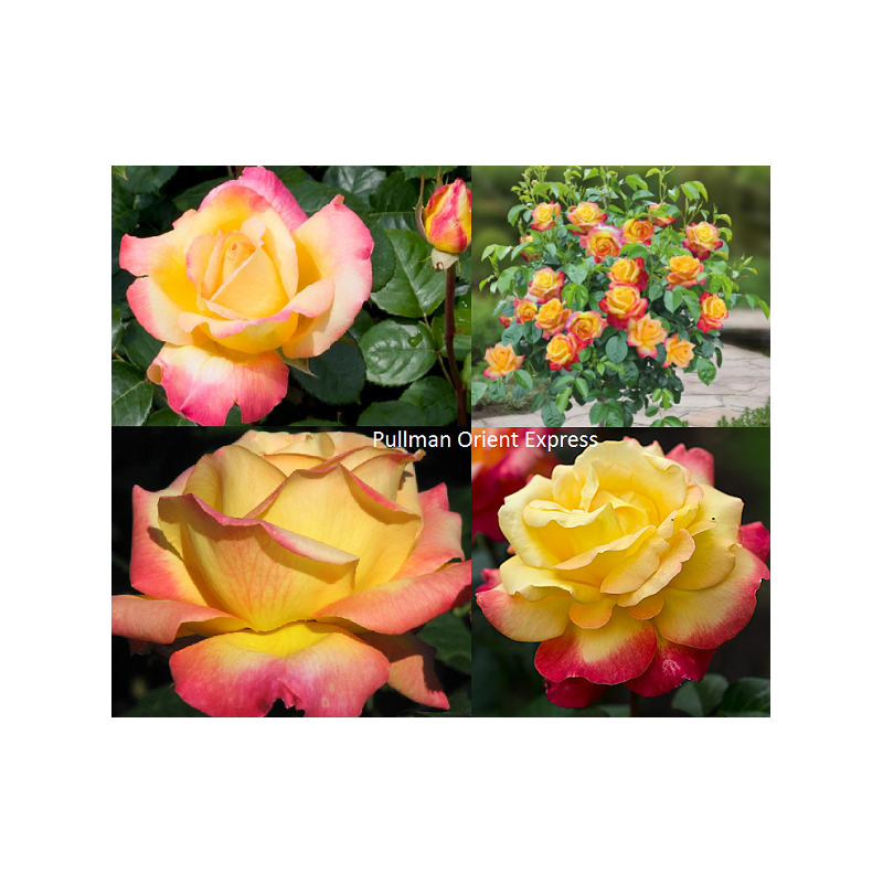 Rožių krūmai internetu su pristatymu į namus Konteineris atviromis ...