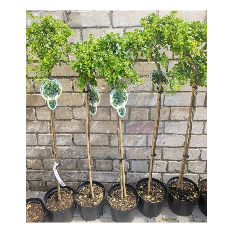 Robinija - Robinia hybryda Lace Lady TWISTY BABY stem90 P29C10R 150CM ...