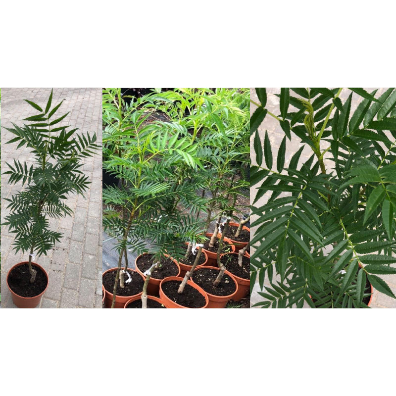 Šermukšnis - Sorbus DODONG Konteineris C4R Aukštis 100-125CM