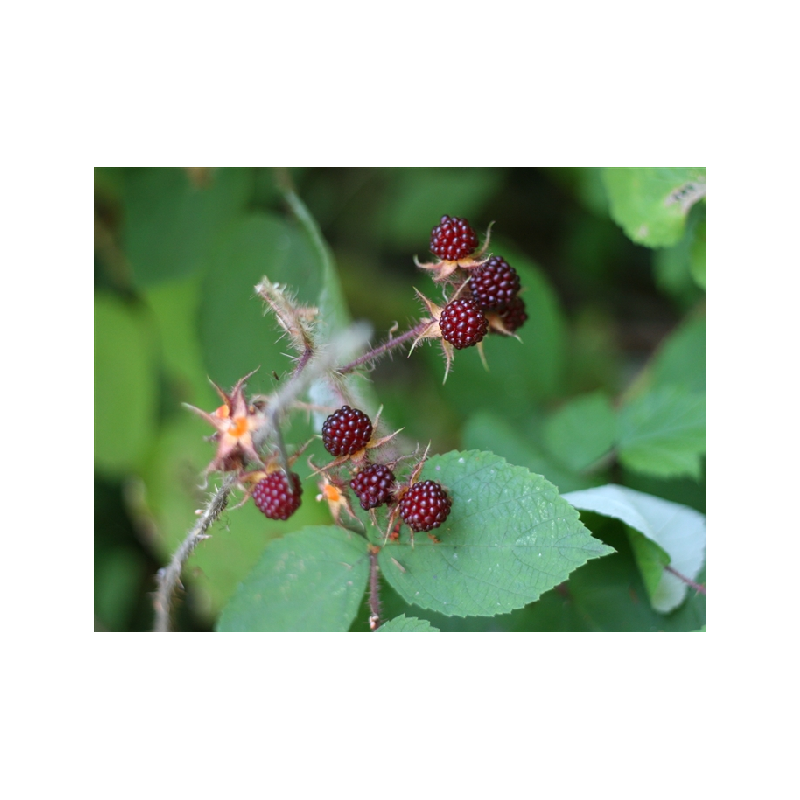 Avietės ir jų hibridai. Vasarinės ir remontantinės veislės.