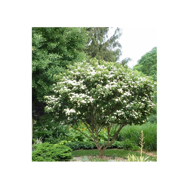 Japoninė sedula kininis porūšis - Cornus kousa chinensis Aukštis 60 ...
