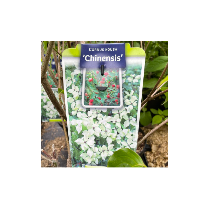 Japoninė sedula kininis porūšis - Cornus kousa chinensis Aukštis 60 ...