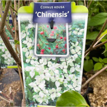 Japoninė sedula kininis porūšis - Cornus kousa chinensis Aukštis 60 ...