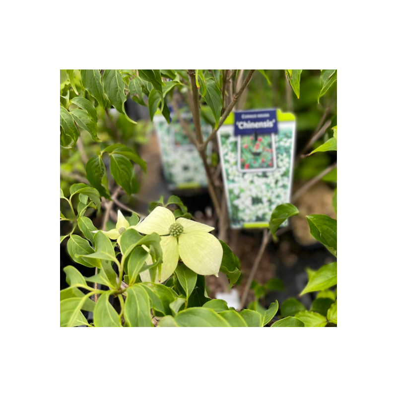 Japoninė sedula kininis porūšis - Cornus kousa chinensis Aukštis 60 ...