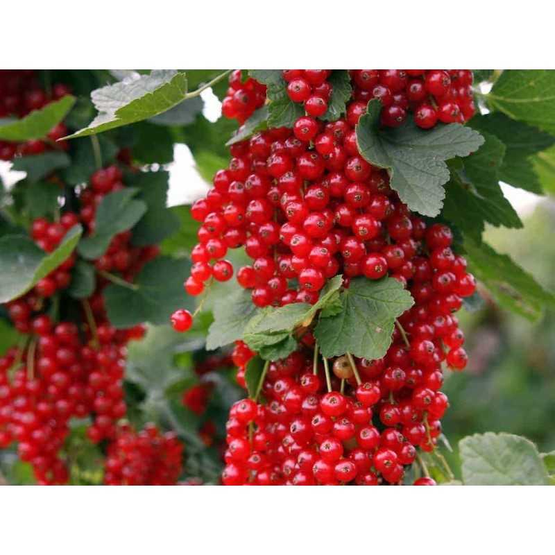 Raudonieji serbentai - Ribes rubrum ROVADA Forma 70 cm kotu Konteineris ...
