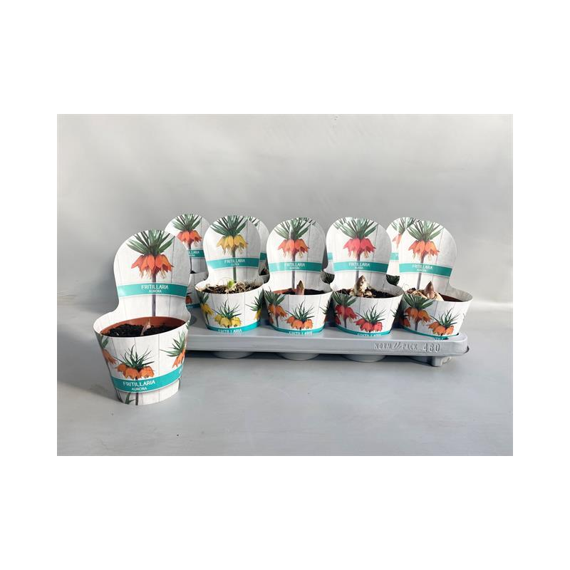 Imperatoriškoji margutė - Fritillaria mix P12 x 10 didmena gyva foto ...