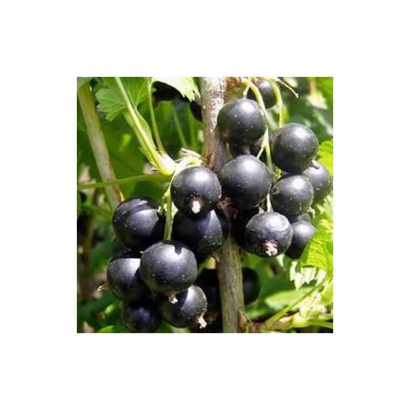 Black Currant - Ribes nigrum WELLINGTON Container P9 C0.5 Branching 1 ...