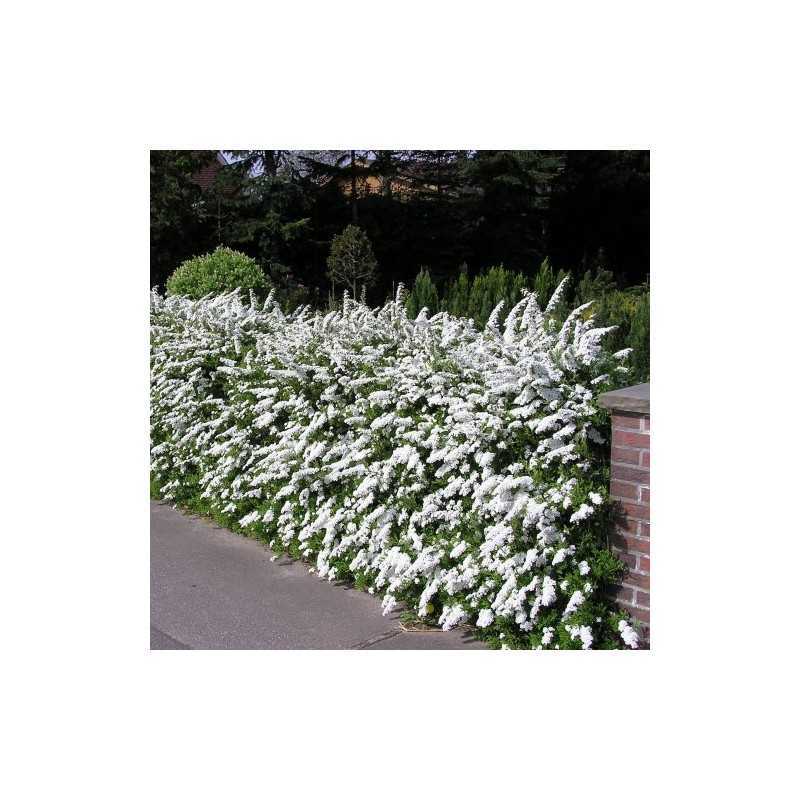 Pilkoji lanksva - Spiraea cinerea GREFSHEIM Aukštis 50-60CM Konteineris ...