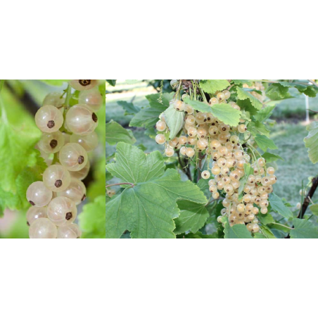 Baltieji serbentai - Ribes sativum WEISSE LANGTRAUBIGE Konteineris 15Ø C1.5
