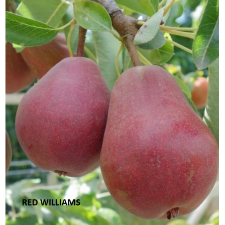 Kriaušė - Pyrus communis RED WILLIAMS Konteineris C10 Poskiepis Pyrus ...