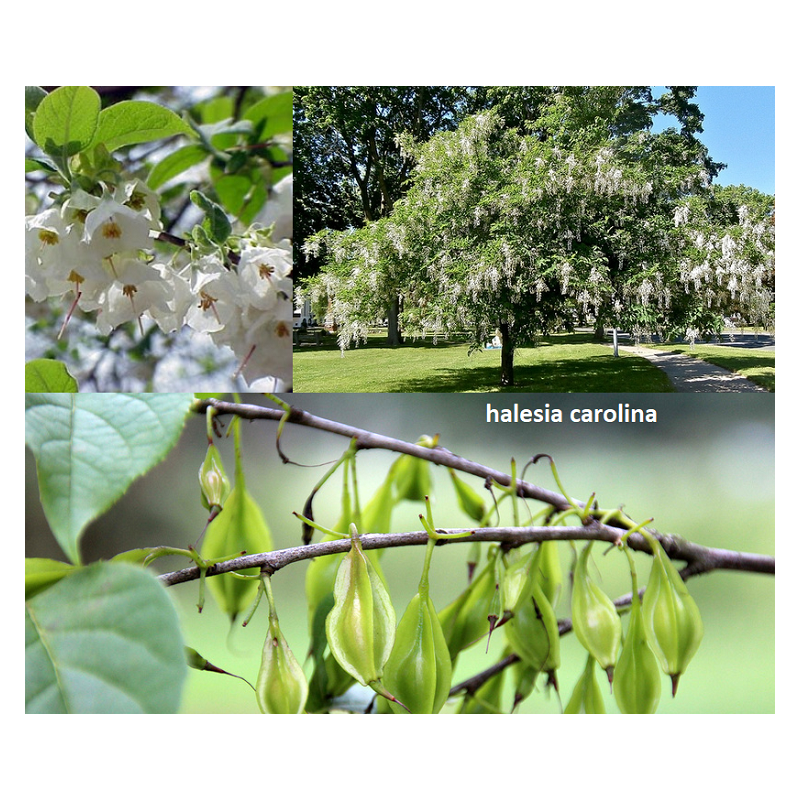 Carolina Silverbell - Halesia carolina Container P9 C0.5 Branching 2 ...