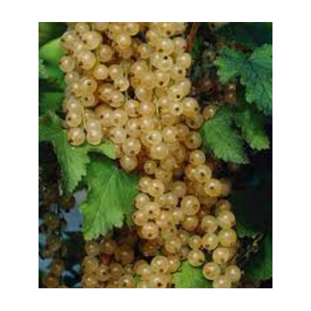 Baltieji serbentai - Ribes sativum BLANKA Konteineris 19Ø C3 Aukštis 40 ...