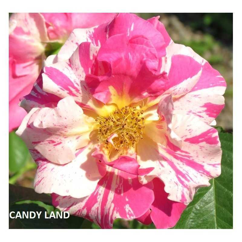 Rožė - Rosa CANDY LAND ® Konteineris C5.6 P20X20x23 Poskiepis skiepyta