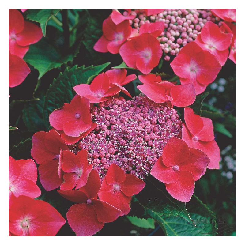 copy of Hydrangea macrophylla BOUQUET ROSE Height 30-40CM Container 17Ø ...