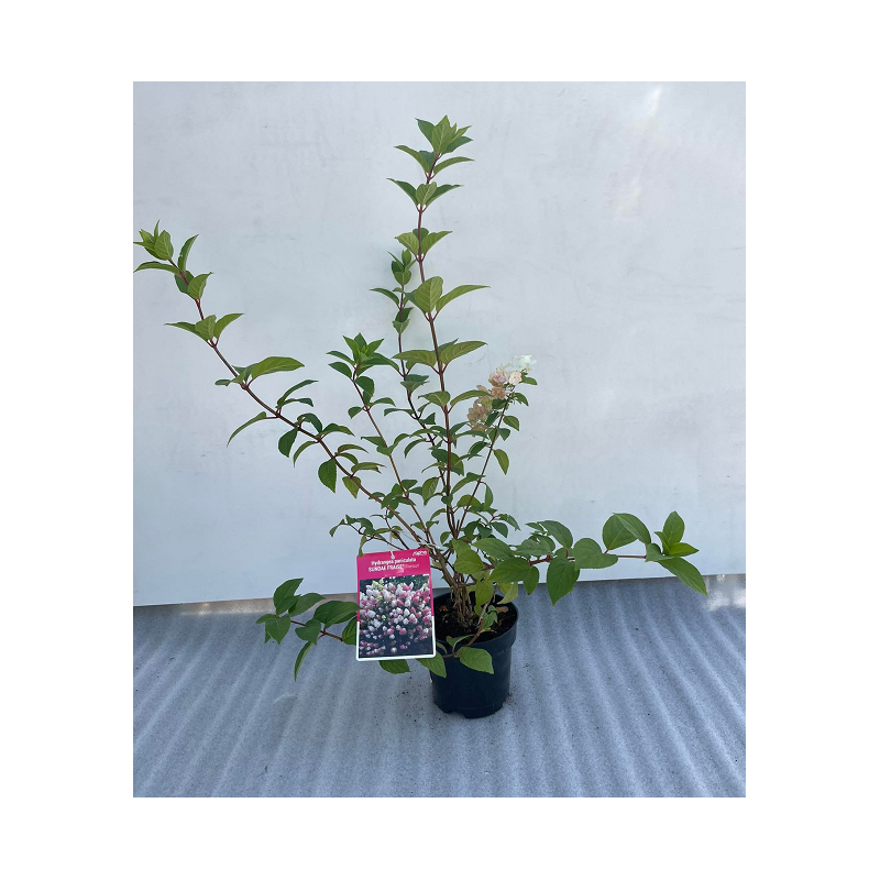 Šluotelinė hortenzija - Hydrangea paniculata SUNDAE FRAISE Konteineris ...