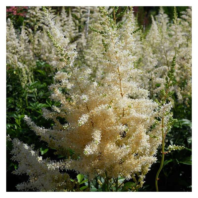 Astillbė - Astilbe arendsii SNOWDRIFT Konteineris 19Ø C3