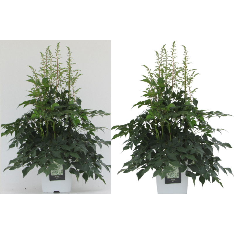 Astillbė - Astilbe arendsii SNOWDRIFT Konteineris 19Ø C3