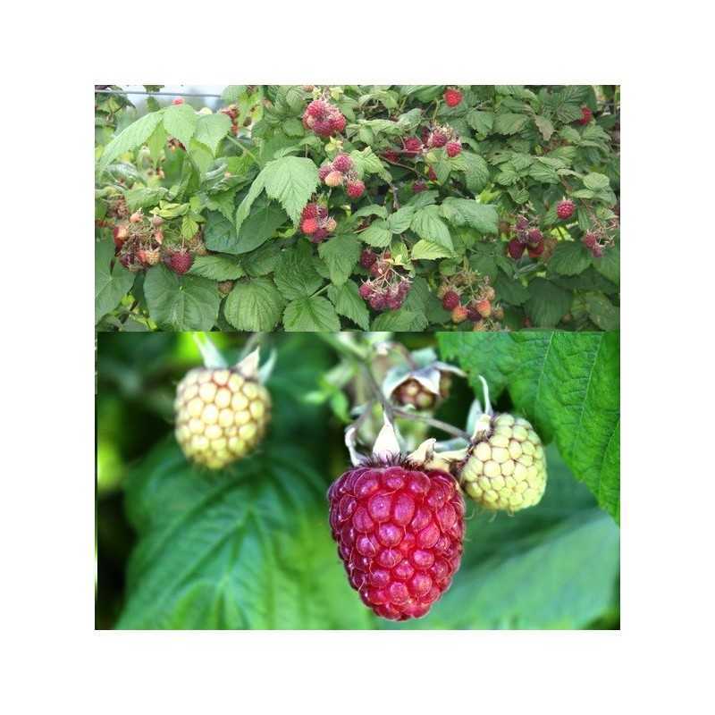 Aviečių sodinukai vazonuose internetu su pristatymu į namus visoje ...