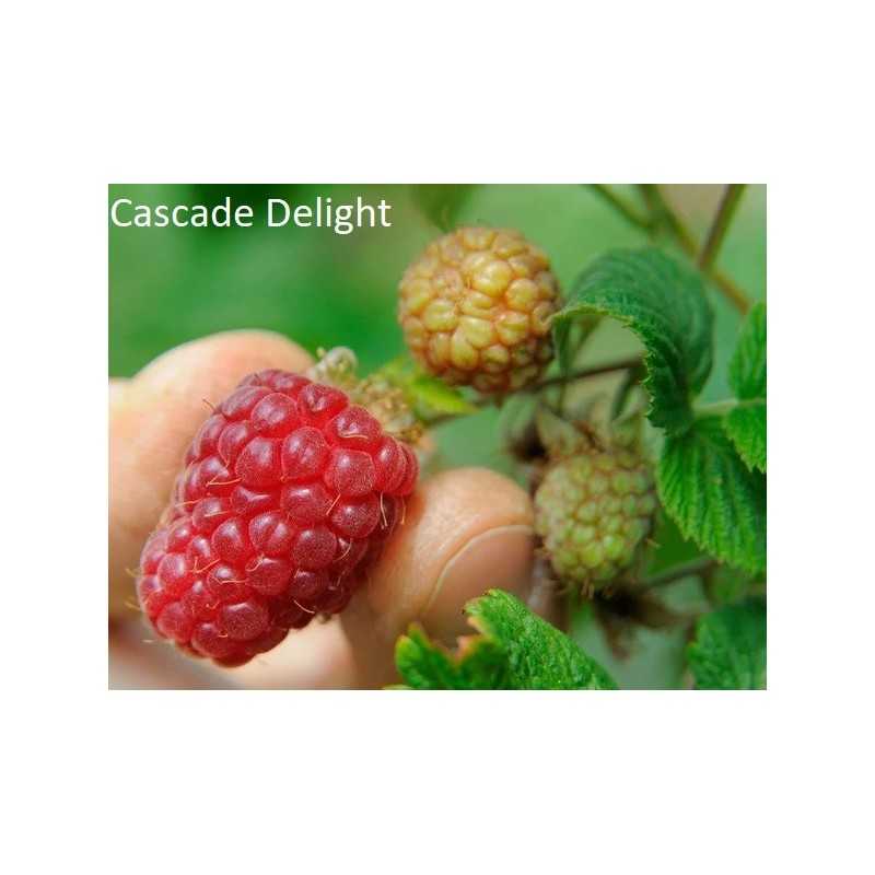 Aviečių sodinukai vazonuose internetu su pristatymu į namus visoje ...