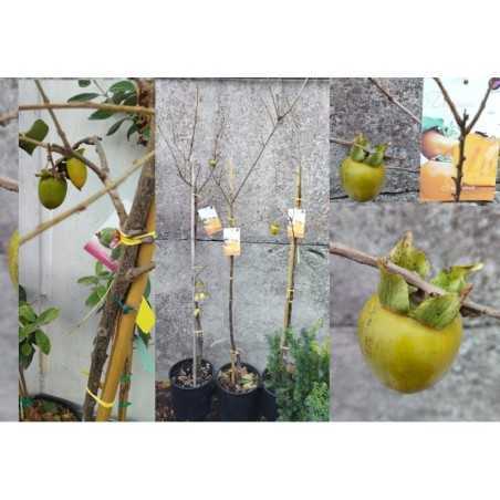 Azijinis juodmedis - Diospyros kaki CHOCOLATINA Aukštis 60-100CM Forma ...