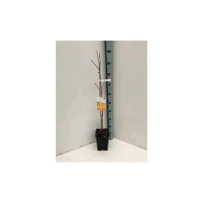 Azijinis juodmedis - Diospyros kaki CHOCOLATINA Aukštis 60-100CM Forma ...