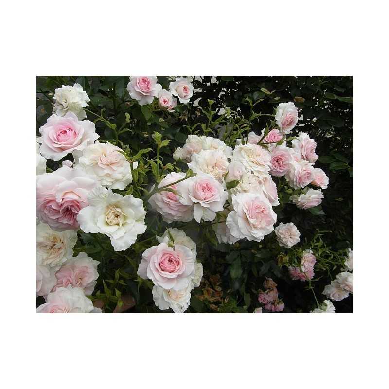 Rožė - Rosa LARISSA ® Konteineris C3R Poskiepis skiepyta