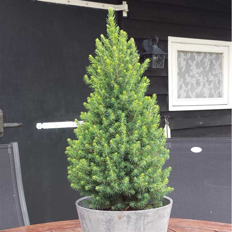 Baltoji eglė - Picea glauca PERFECTA Aukštis 60-80CM Konteineris 23Ø C5