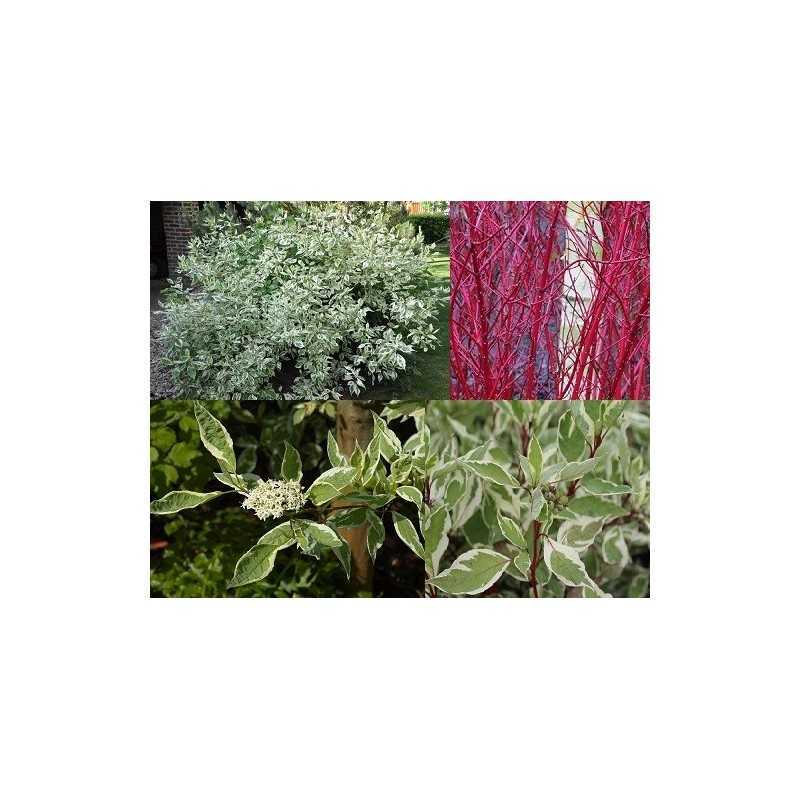 Kultūrinių sedulų sodinukai internetu su pristatymu į namus visoje ...