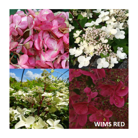 Šluotelinė hortenzija - Hydrangea paniculata WIMS RED Konteineris 8.5Ø ...