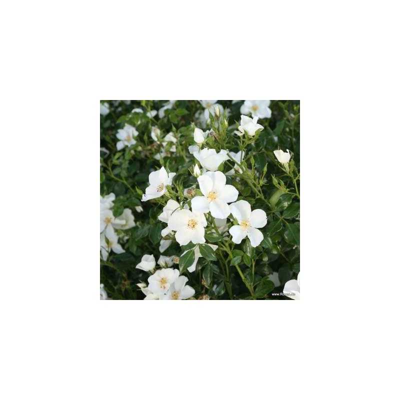 Rožė - Rosa ESCIMO Konteineris C4R Poskiepis skiepyta