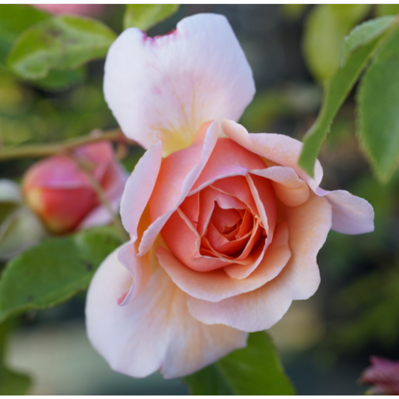 Rožė - Rosa ELIZABETH STUART ® Konteineris C4R Poskiepis skiepyta