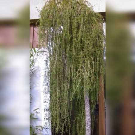 Garden plants/Trees/Flowers/ web-shop Height 250-275CM Form STEM225 ...