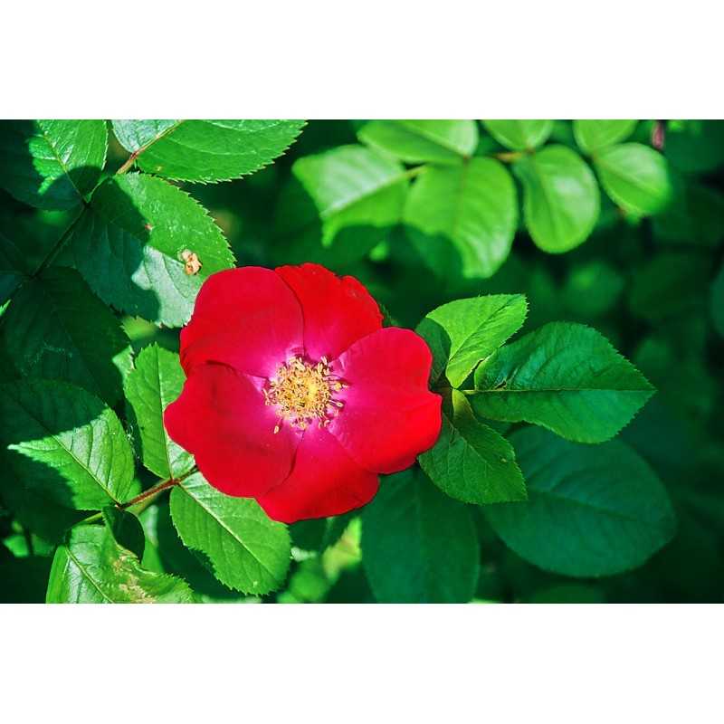 Rožė - Rosa ROBUSTA Konteineris C5.6 P20X20x23 Poskiepis skiepyta