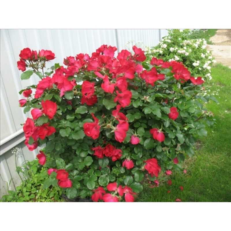 Rožė - Rosa ROBUSTA Konteineris C4R Poskiepis skiepyta