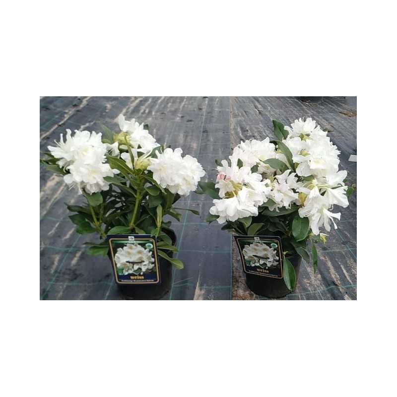 Kaukazinis rododendras - Rhododendron caucasicum x ponticum 'Cunningham ...