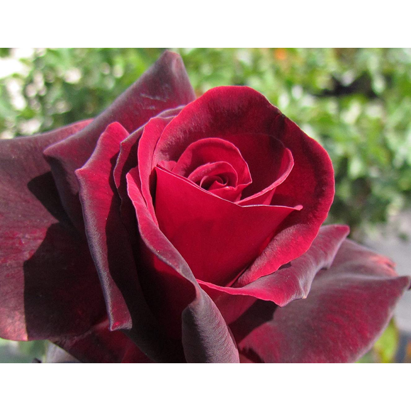 Rožė - Rosa LE ROUGE ET LE NOIR ® Konteineris C4R Poskiepis skiepyta