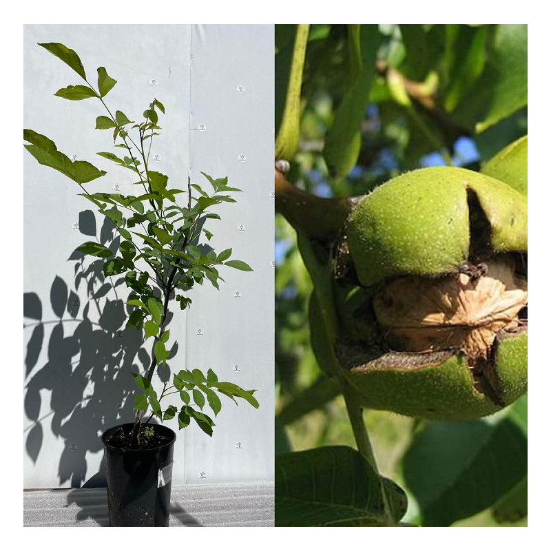 Graikinių riešutmedžių sodinukai su pristatymu į namus Konteineris C7R ...