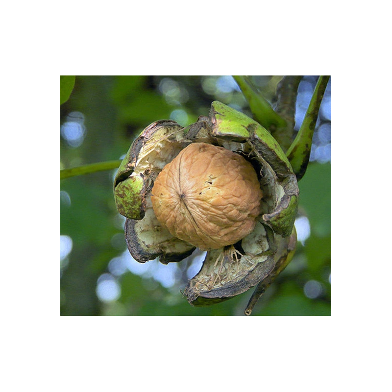 Graikinis riešutmedis - Juglans regia POPIERINIS Aukštis 6-8 kamieno ...