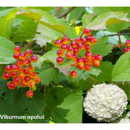 Paprastasis putinas su pristatymu į namus Height 200-225CM Container ...