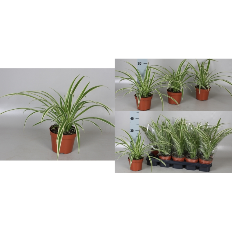 Chlorofitas - Chlorophytum Comosum VITTATUM AIR SO PURE Konteineris 17Ø C2