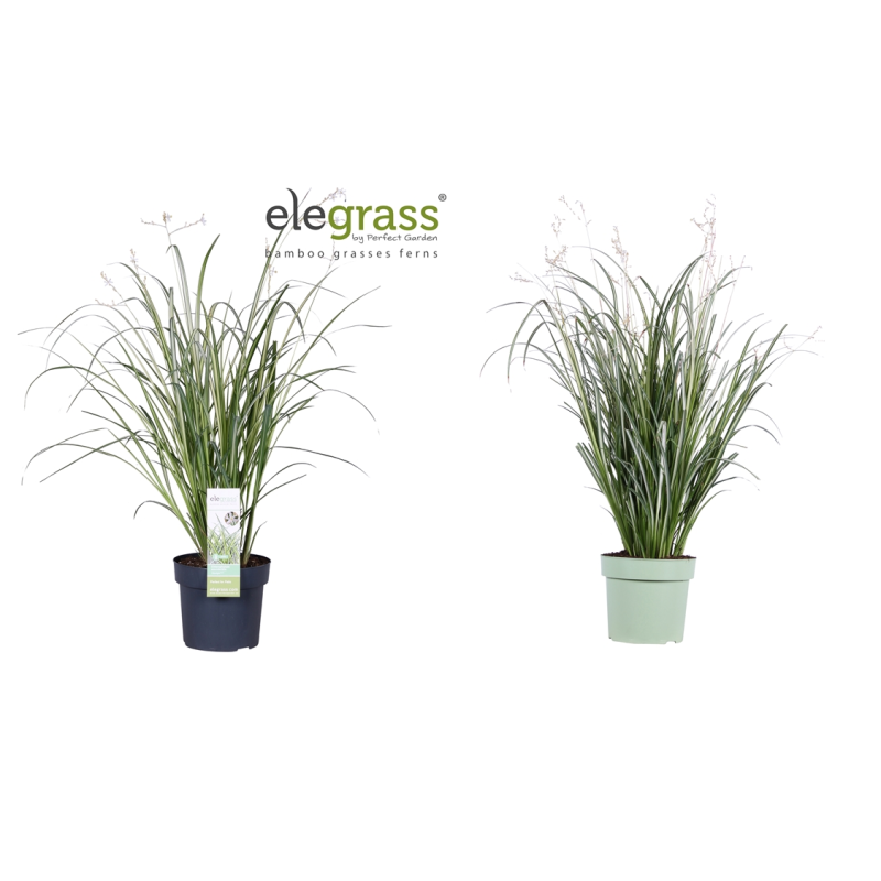 Chlorofitas - Chlorophytum Comosum VITTATUM AIR SO PURE Konteineris 17Ø C2