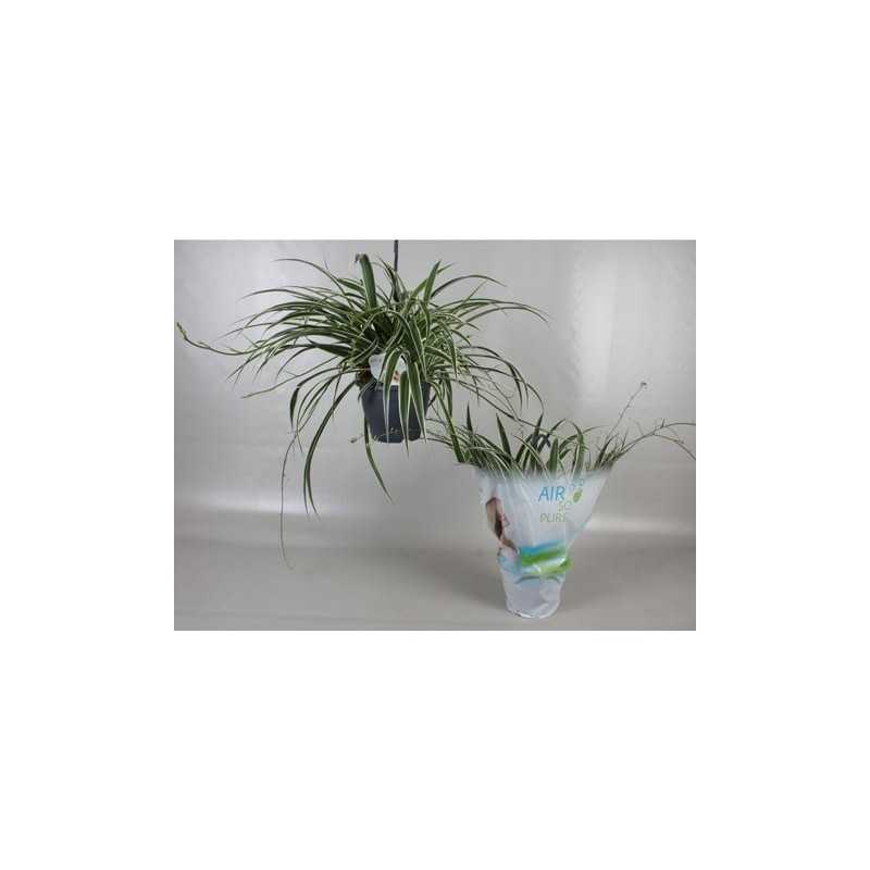 Chlorofitas - Chlorophytum Comosum VITTATUM AIR SO PURE Konteineris 17Ø C2