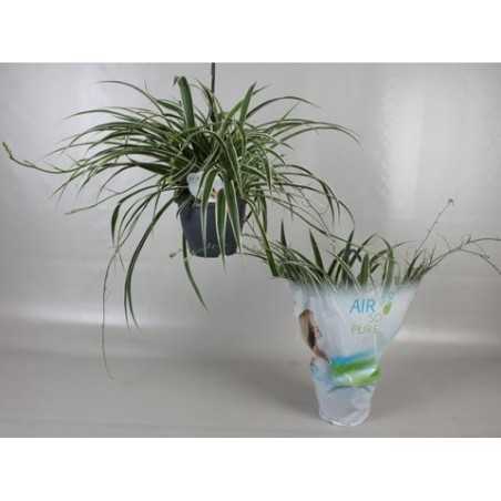 Chlorofitas - Chlorophytum Comosum VITTATUM AIR SO PURE Konteineris 17Ø C2
