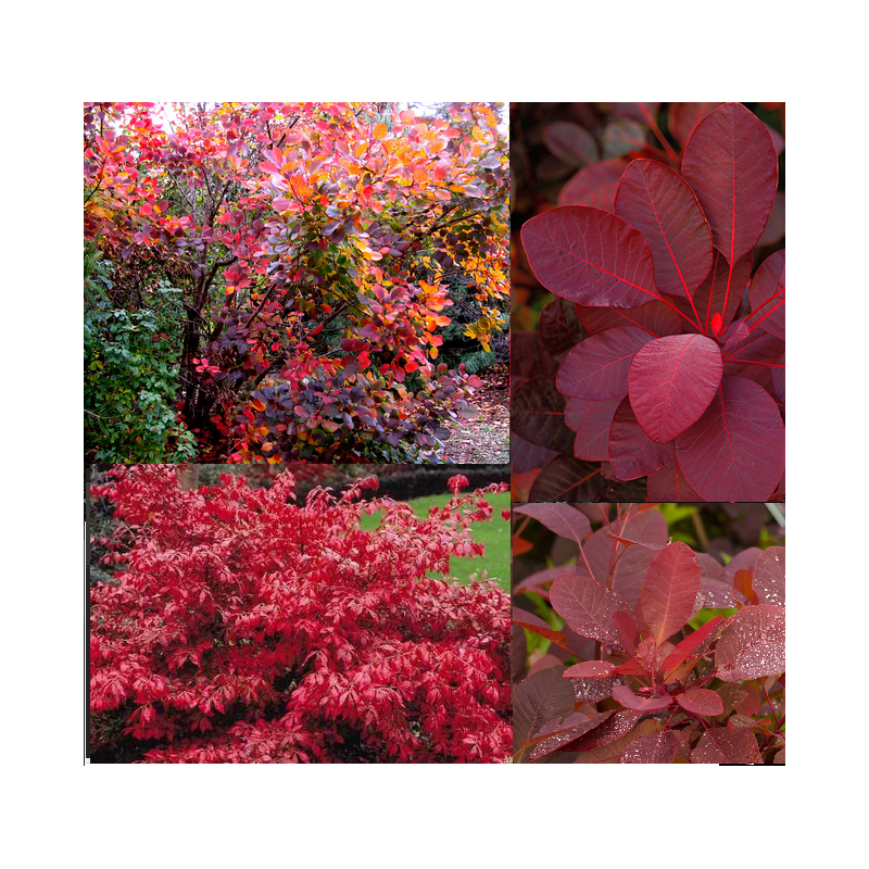 Pūkenis - Cotinus dummeri GRACE Aukštis 100-125CM Konteineris 32Ø C12 ...