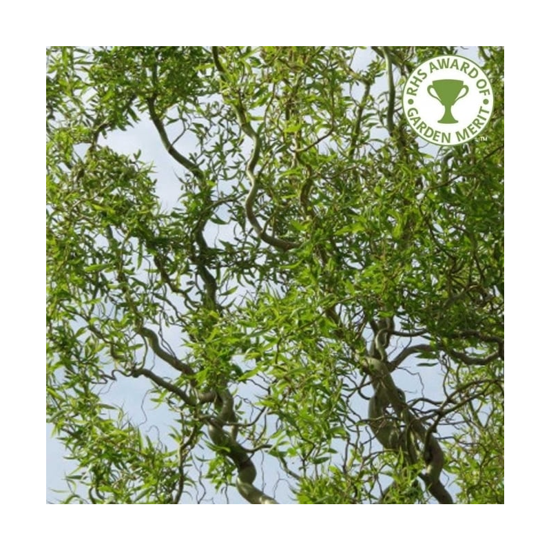 Kraipusis gluosnis - Salix matsudana TORTUOSA Konteineris C3R