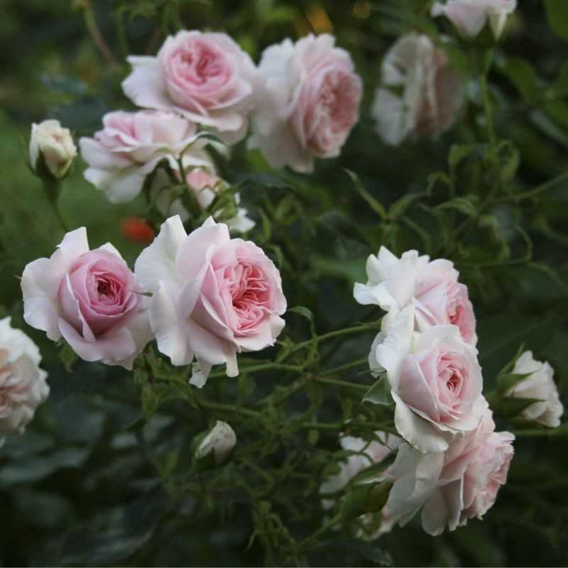 Rožė - Rosa LARISSA ® Konteineris C3R Poskiepis skiepyta