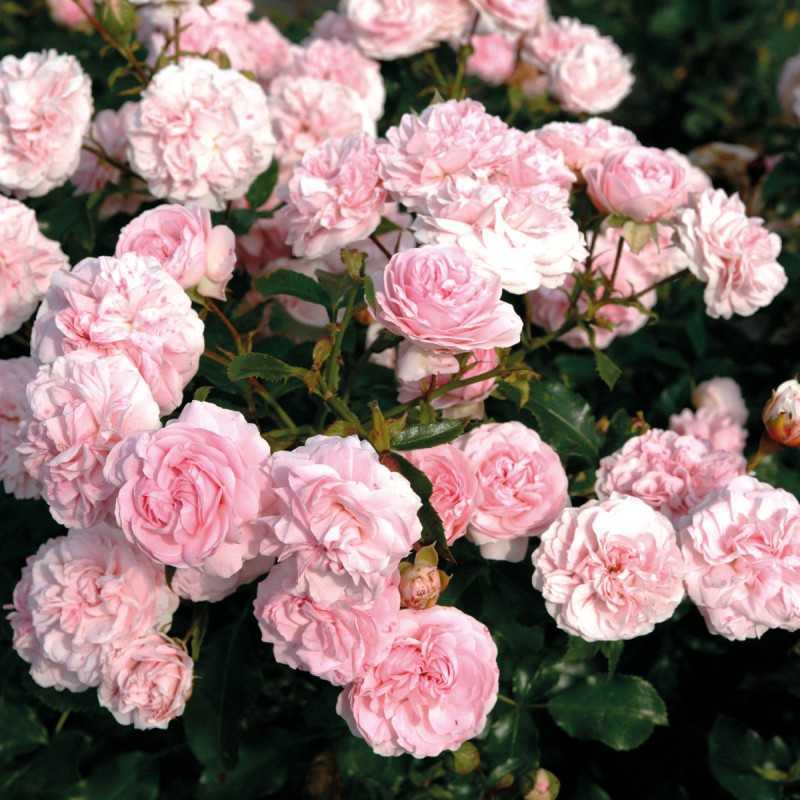 Rožė - Rosa LARISSA ® Konteineris C3R Poskiepis skiepyta