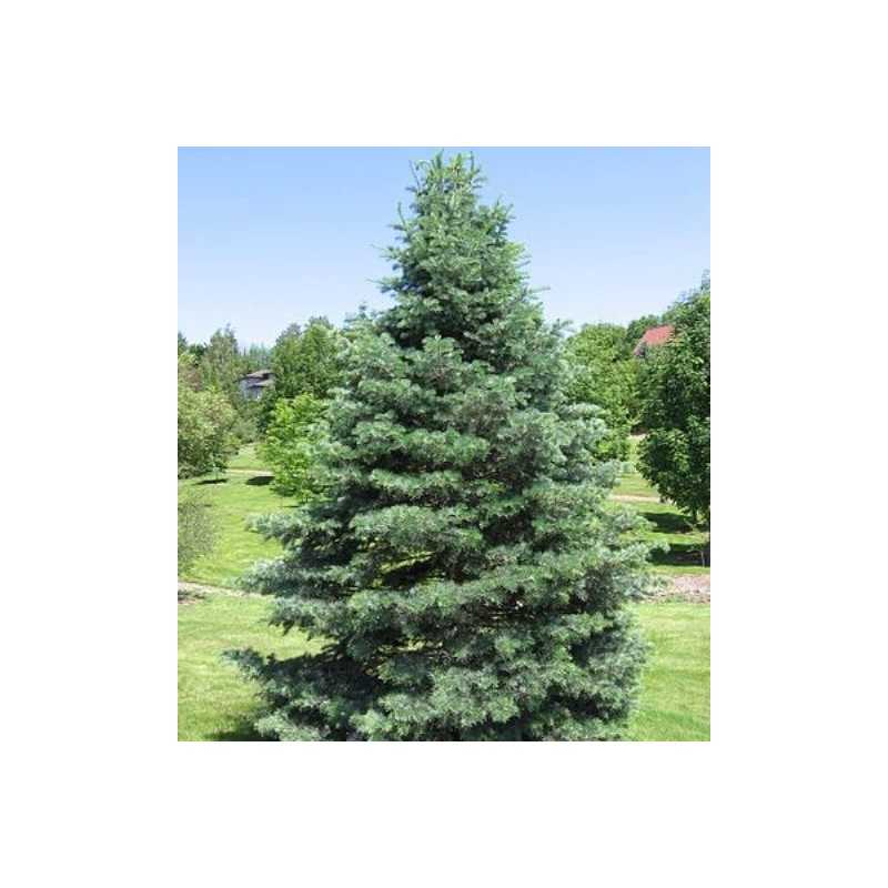 Pilkasis kėnis - Abies concolor Aukštis 30-40CM Konteineris 15Ø C1.5