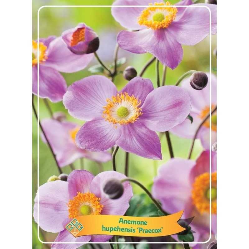 Plukė - Anemone hupehensis PRAECOX Konteineris P11X11/C1.3 Pasirinkimas ...